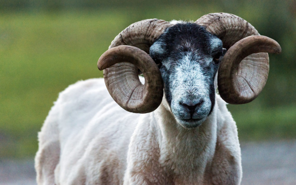 Her er shortlisten til Årets Rambuk 2017 - Bureaubiz