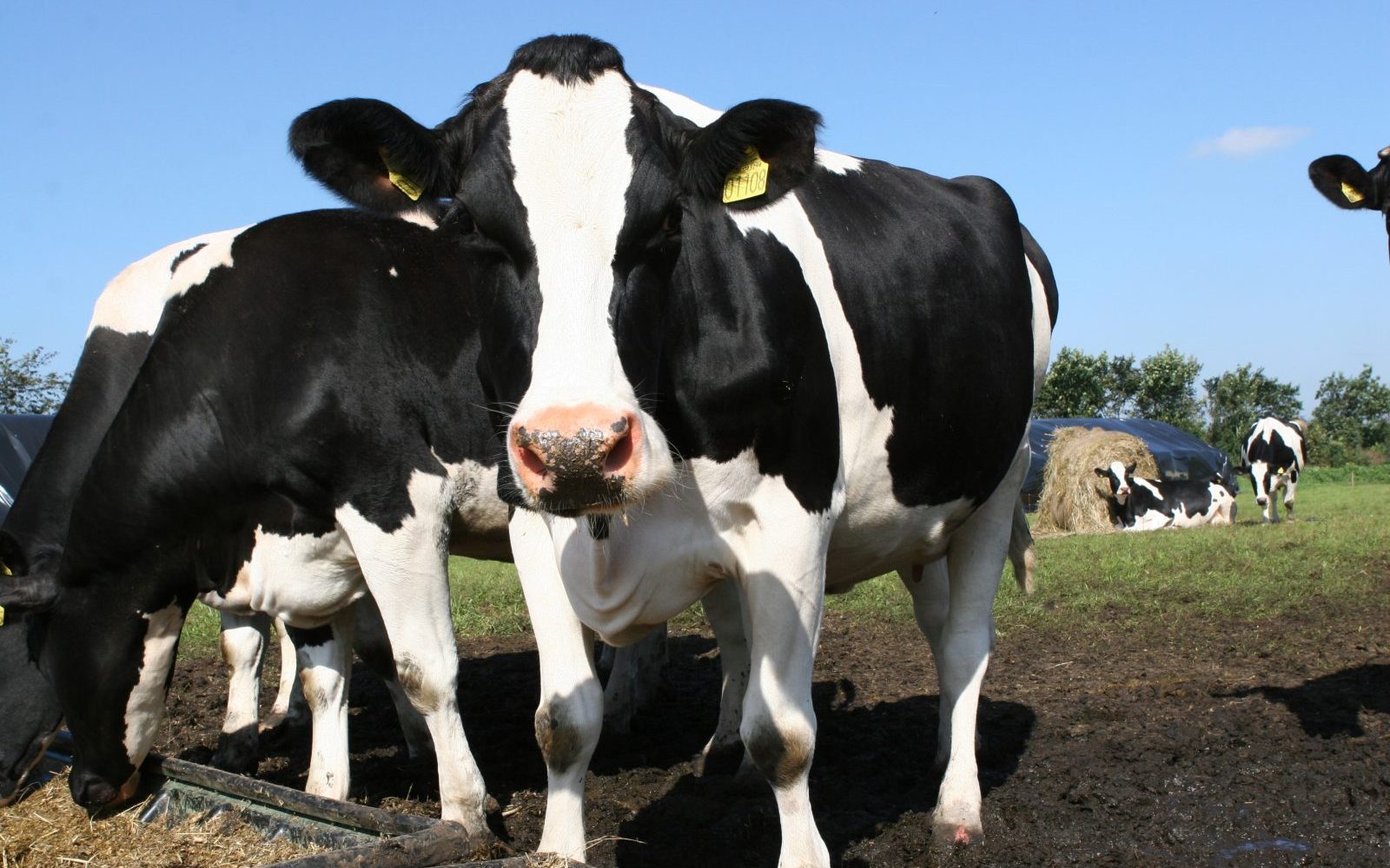 Arla og den globale balance - Bureaubiz